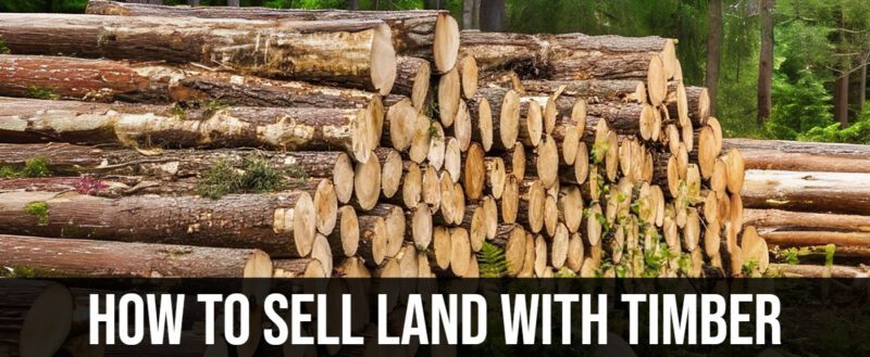 How to Sell Land with Timber: Top Timber Questions for Sellers